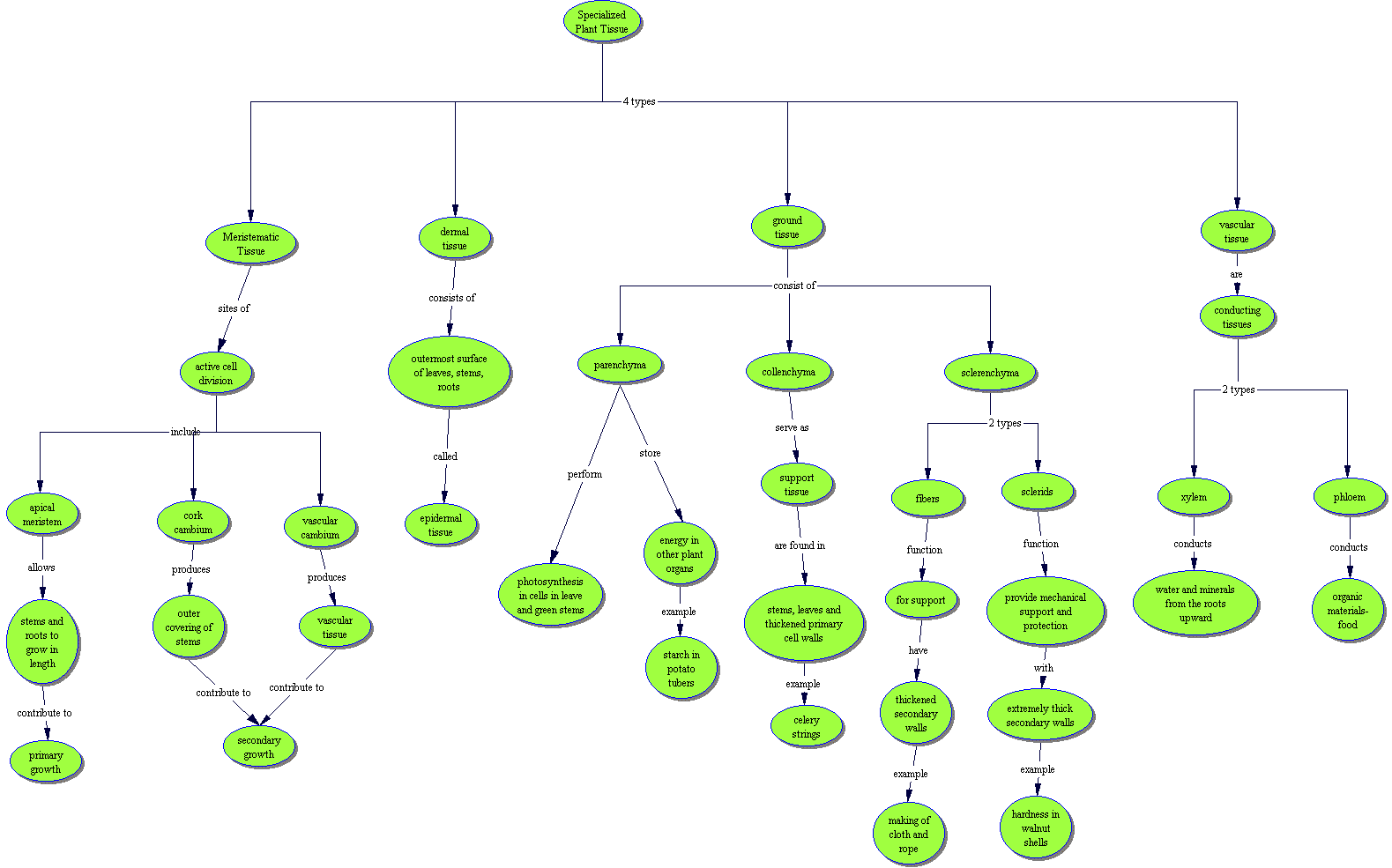 Specialized Plant Tissue
